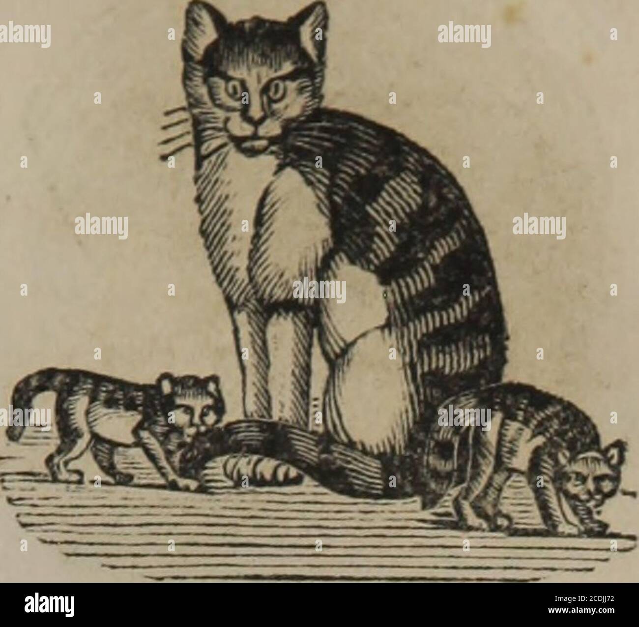 . Elementary exercises for the deaf and dumb . BIRDS Stock Photo - Alamy