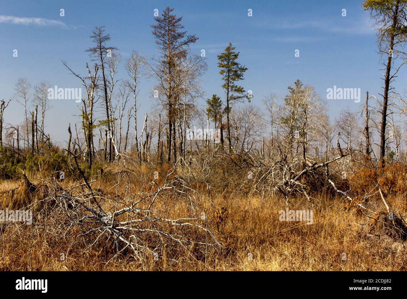 St croix river, state forest hi-res stock photography and images - Alamy