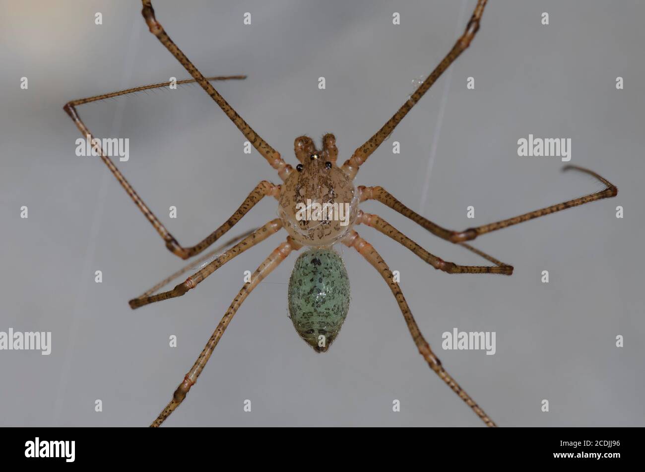 Spitting Spider, Scytodes sp., male Stock Photo - Alamy
