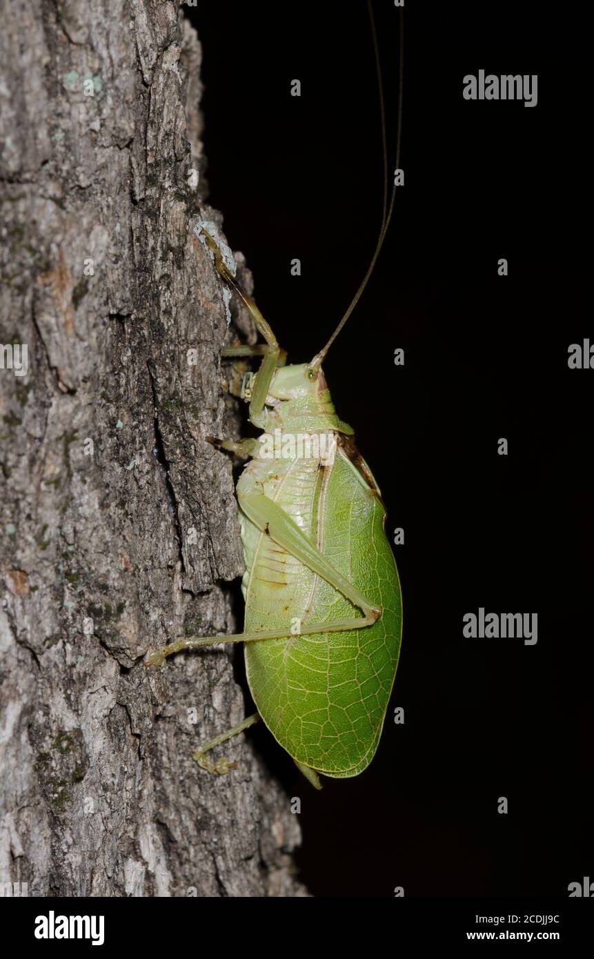 Common True Katydid, Pterophylla camellifolia, male Stock Photo - Alamy