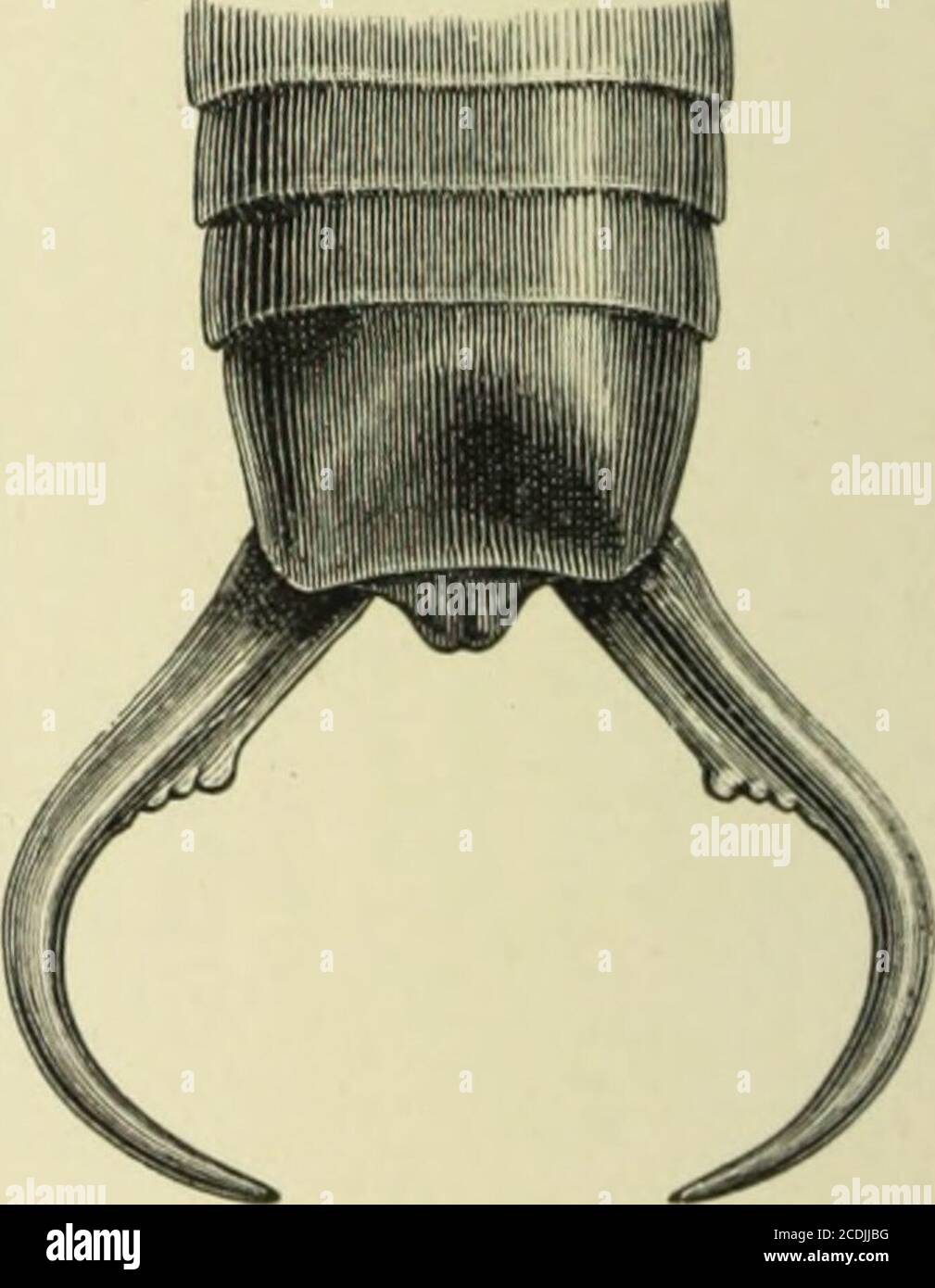 Spirobolus hi-res stock photography and images - Alamy