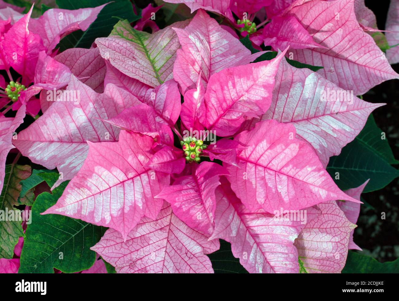Pink poinsettia hi-res stock photography and images - Alamy