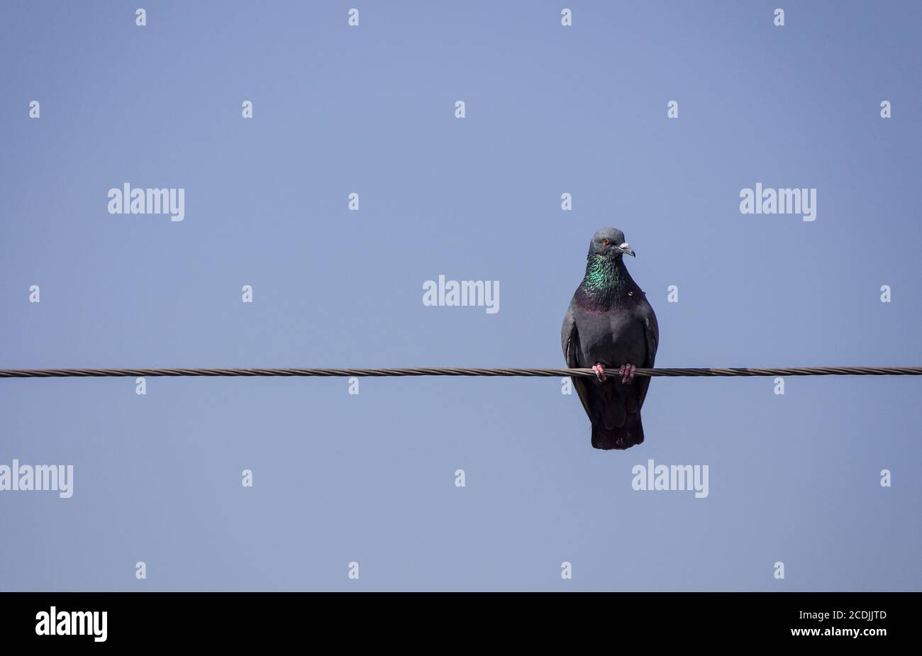 Dove On A Wire High Resolution Stock Photography and Images - Alamy