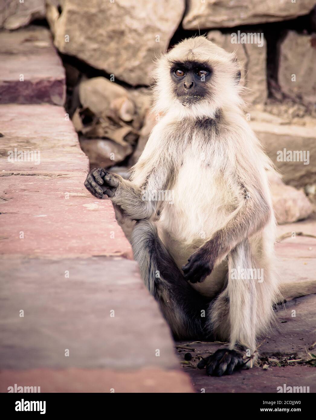 Indian monkey hi-res stock photography and images - Alamy