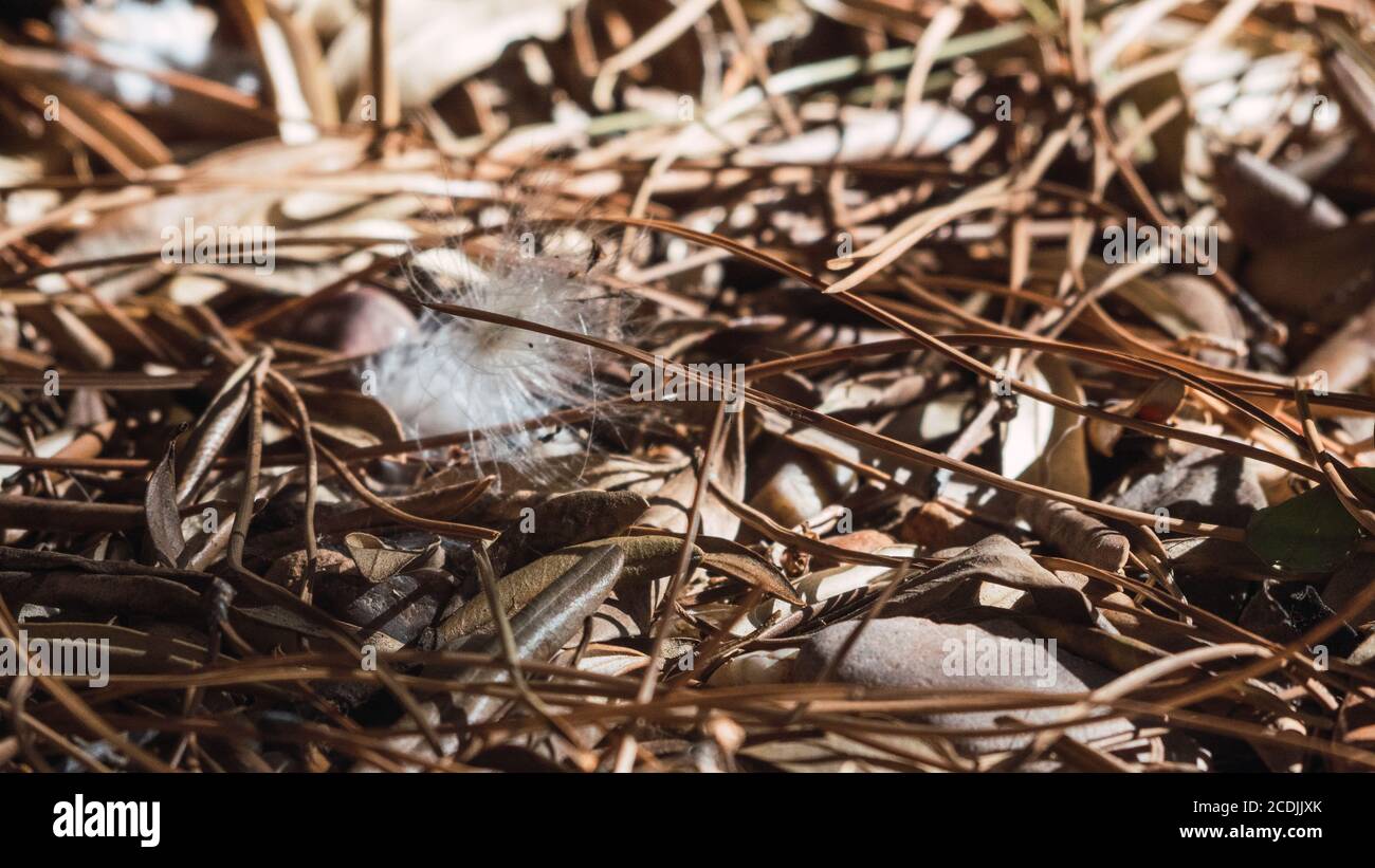 Pile of needles hi-res stock photography and images - Alamy