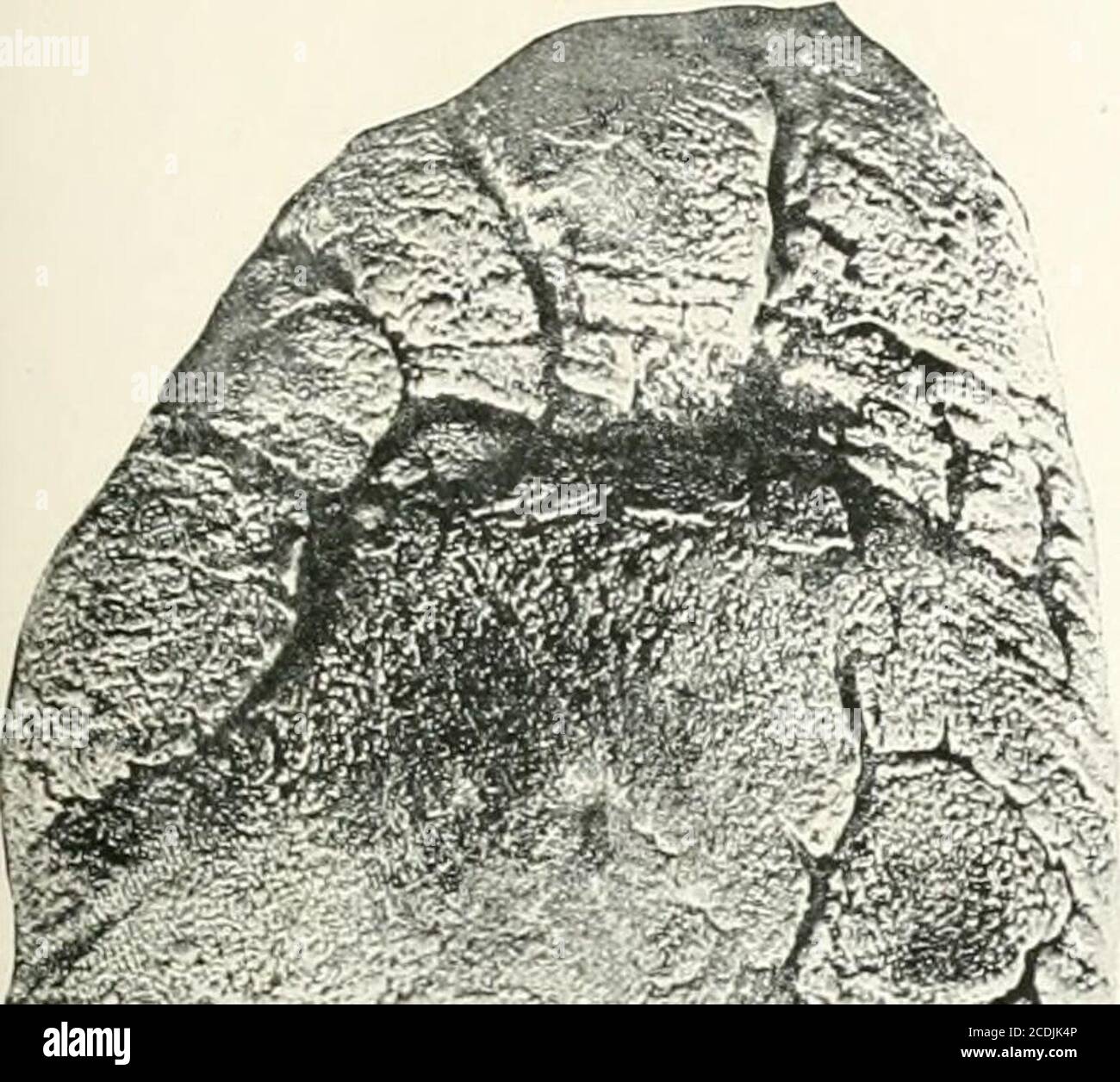 Irregular plaques hi-res stock photography and images - Alamy