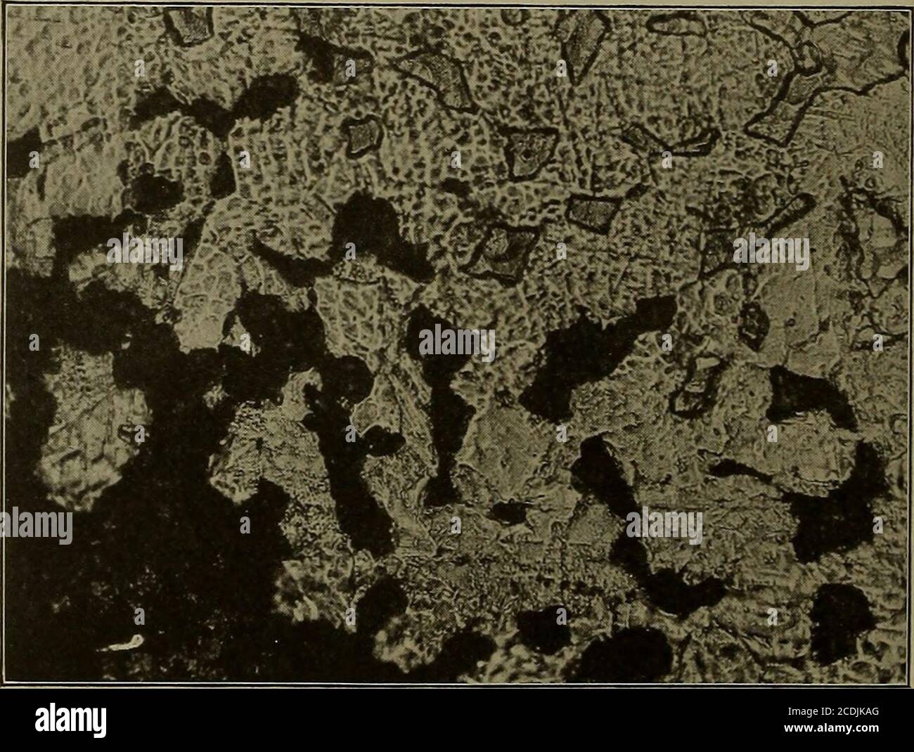Brass Microstructure