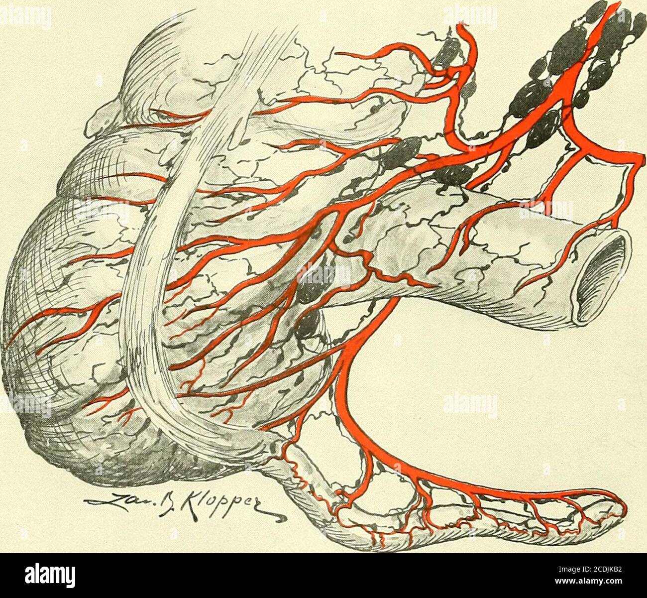 Mesoappendix hi-res stock photography and images - Alamy