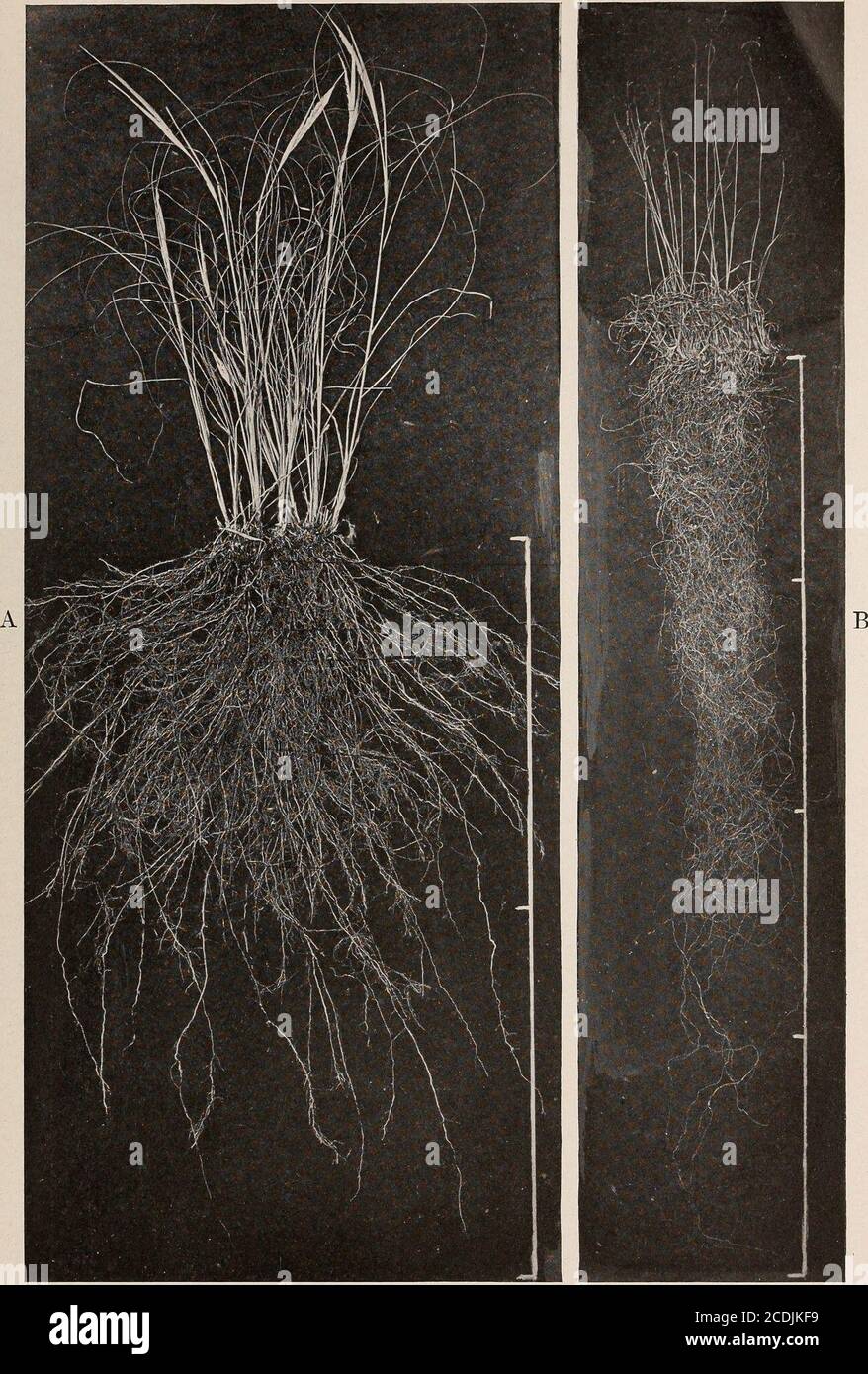 . The ecological relations of roots . WEAVER PLATE 6. A. Sporoholus ...
