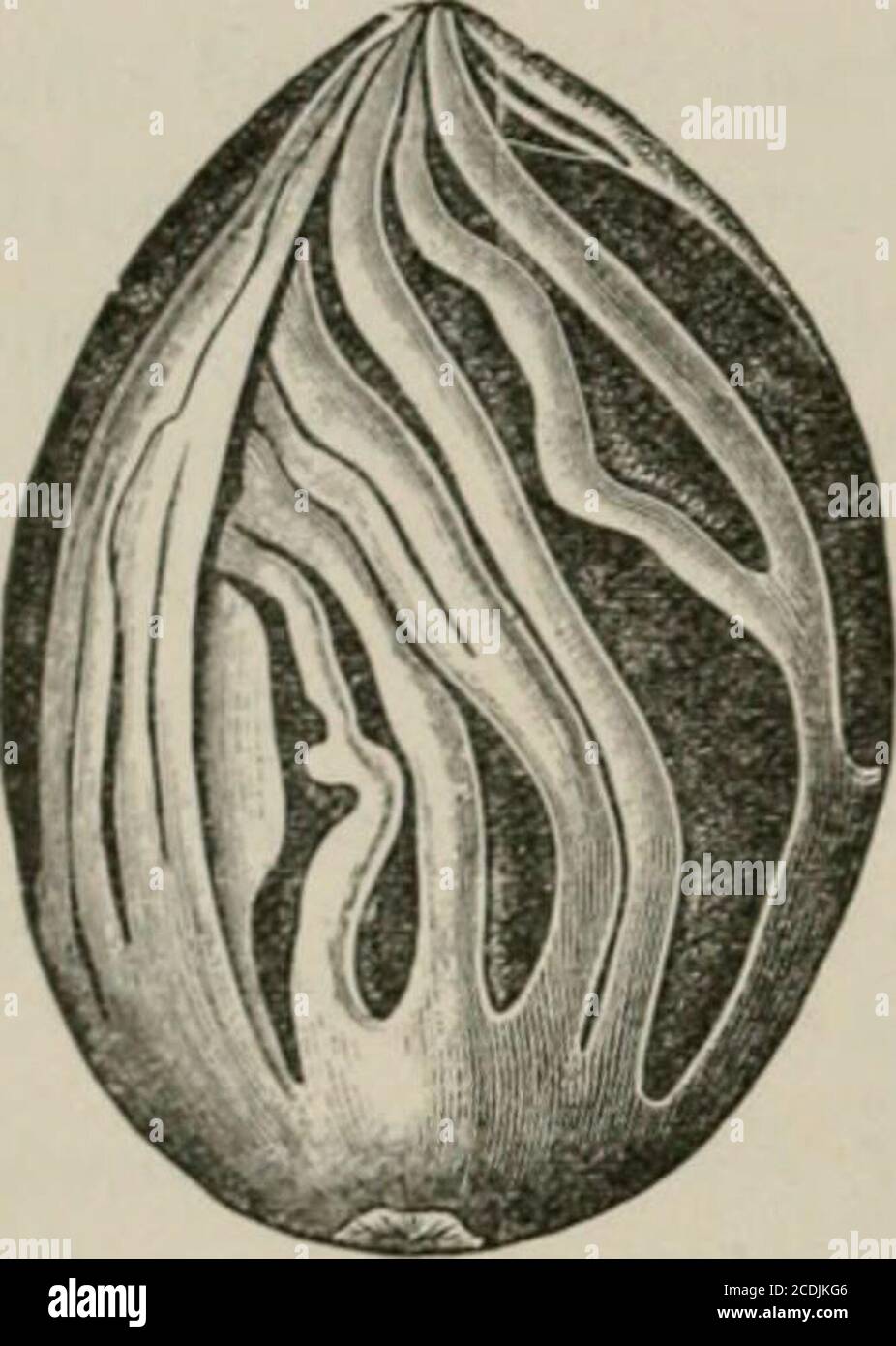 Banda st hi-res stock photography and images - Alamy