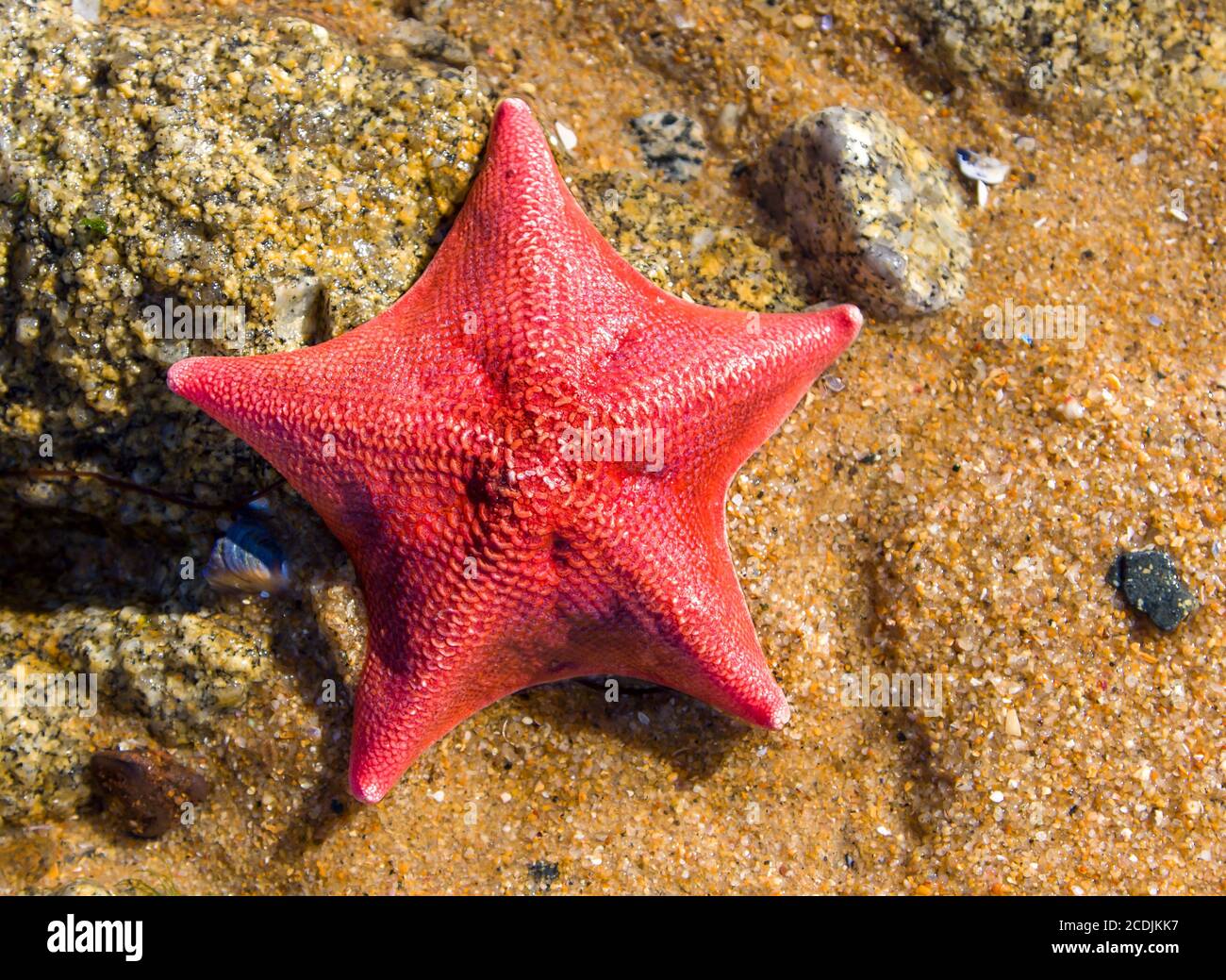 Red starfish hi-res stock photography and images - Alamy
