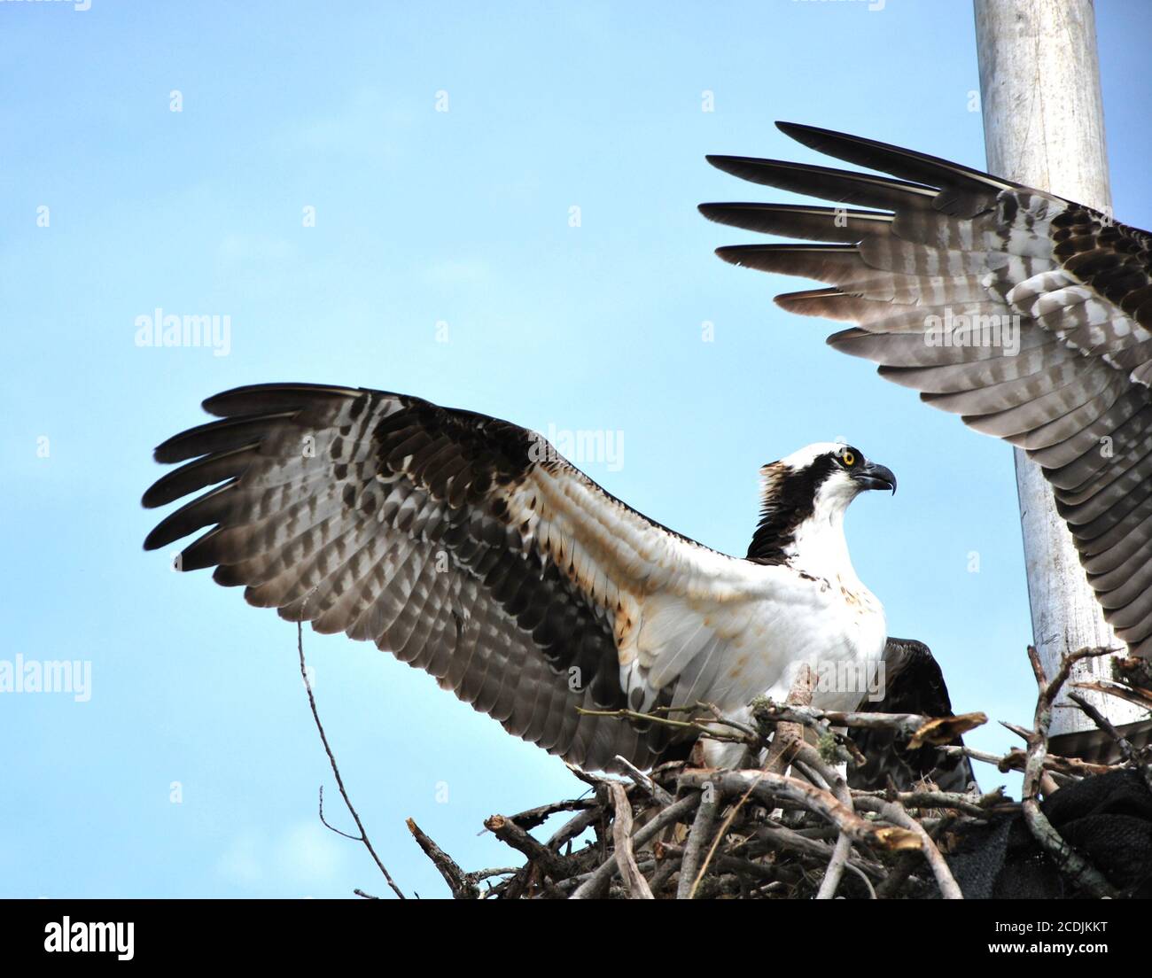 Osprey nest nests ospreys hi-res stock photography and images - Alamy