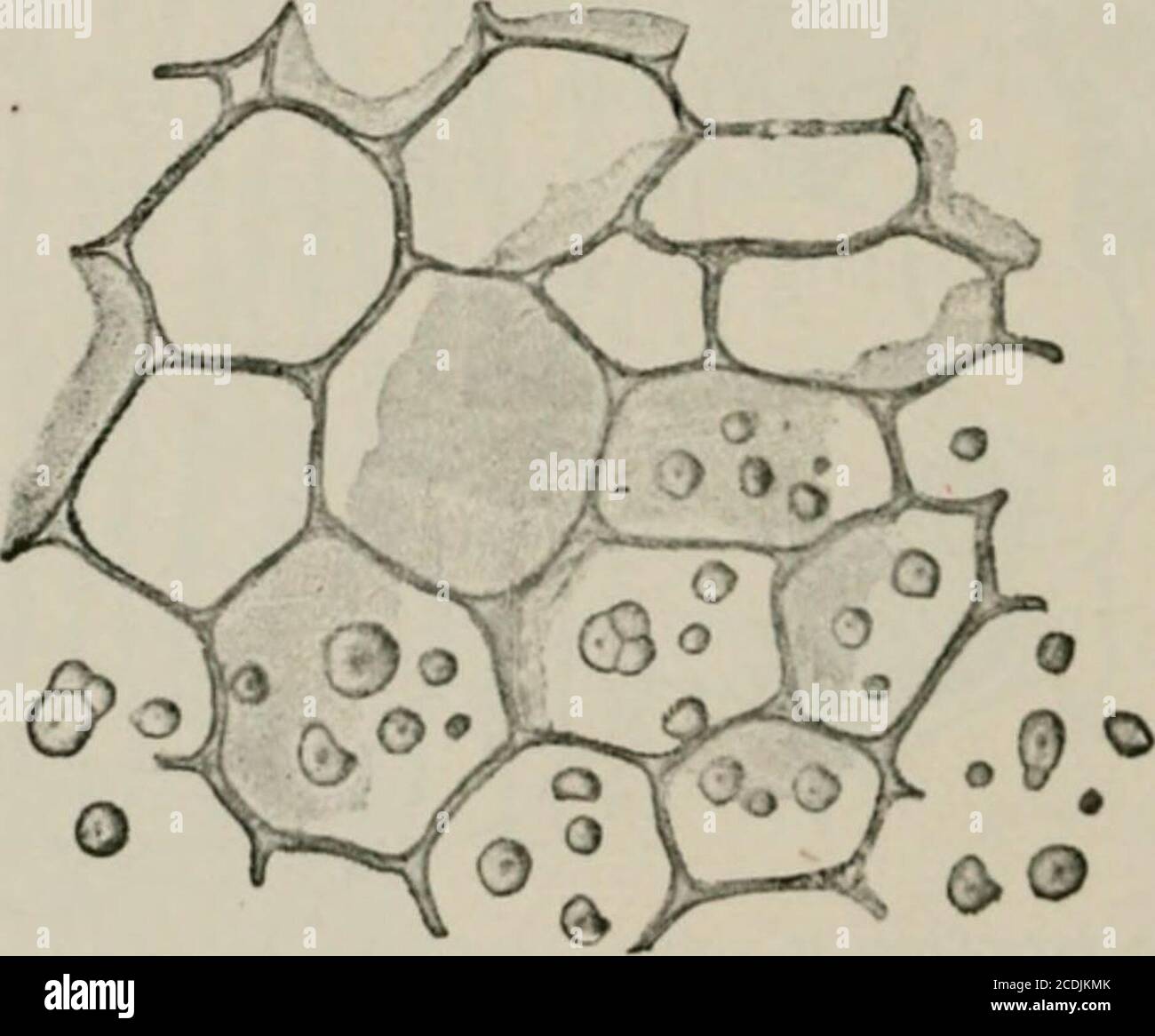 Parenchyma Cells In Celery