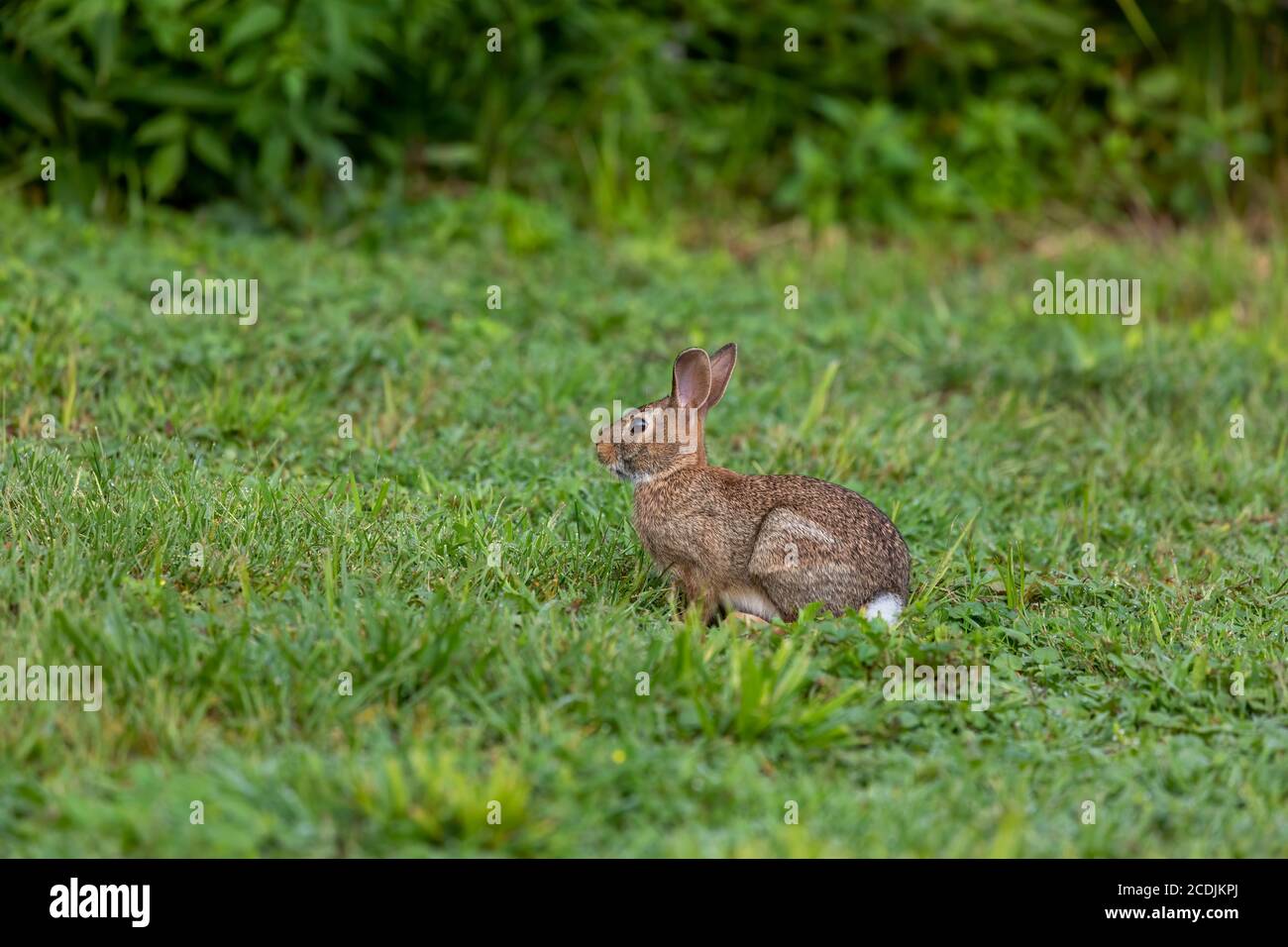 Wild rabbit on a morning pasture Stock Photo - Alamy