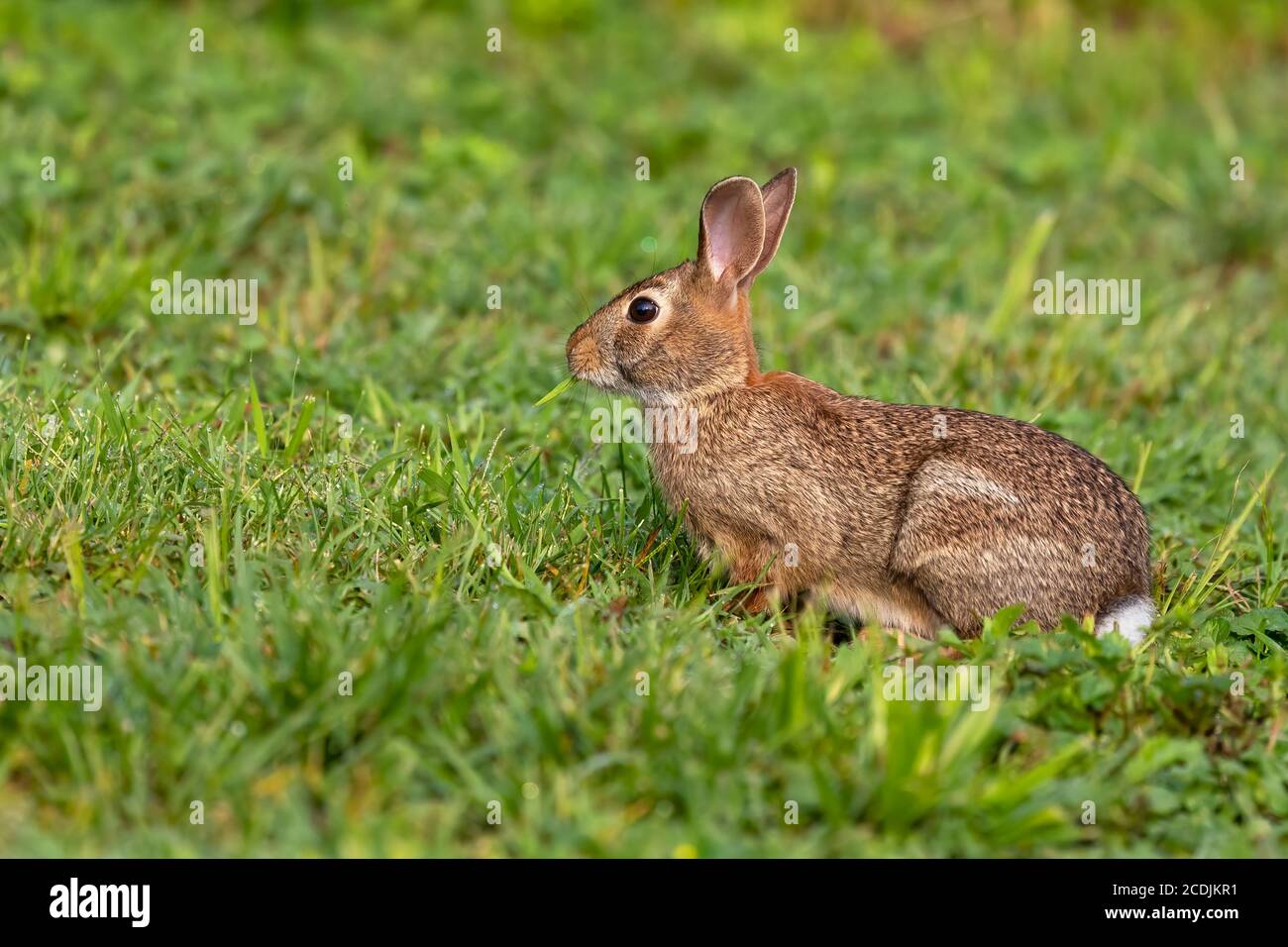 Wild rabbit on a morning pasture Stock Photo - Alamy