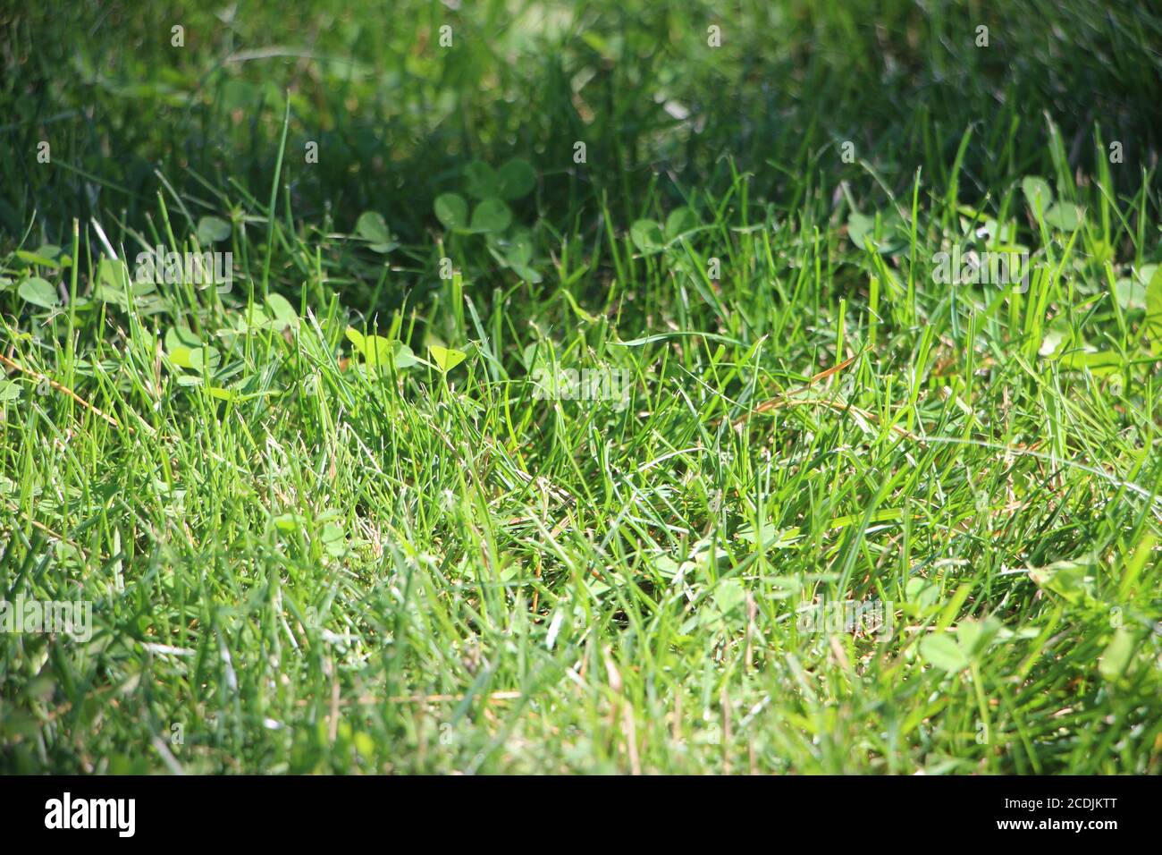 green grass under the sun. summer nature Stock Photo - Alamy