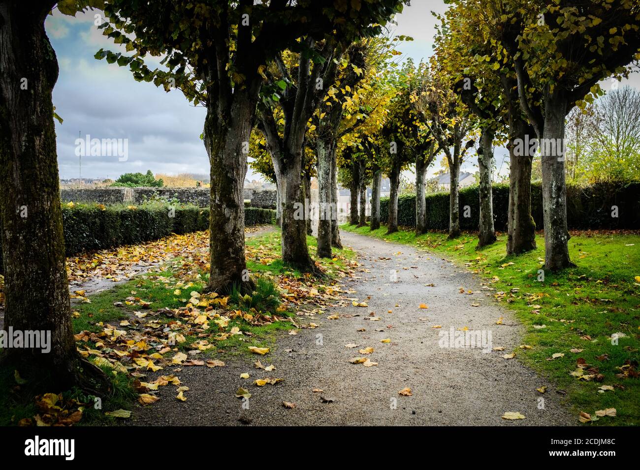 Brittany trees hi-res stock photography and images - Alamy