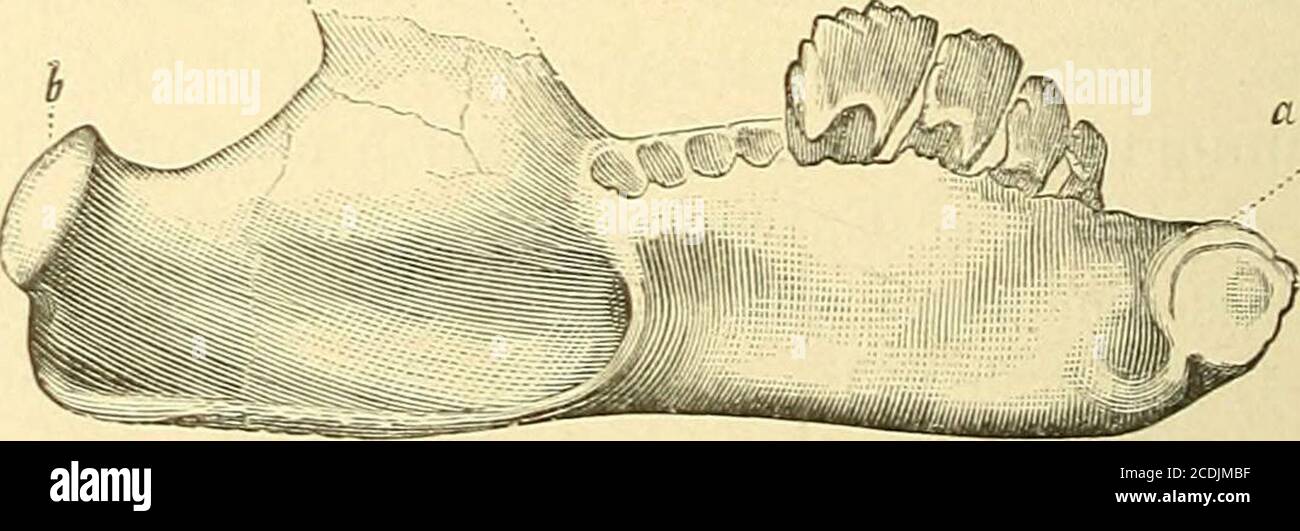 Schneidezahn High Resolution Stock Photography and Images - Alamy