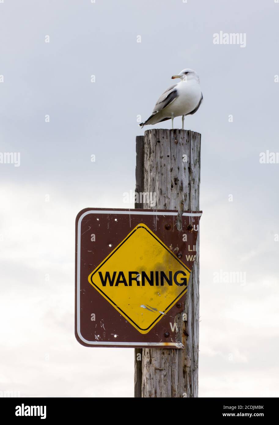 Seagull warning sign hi-res stock photography and images - Alamy