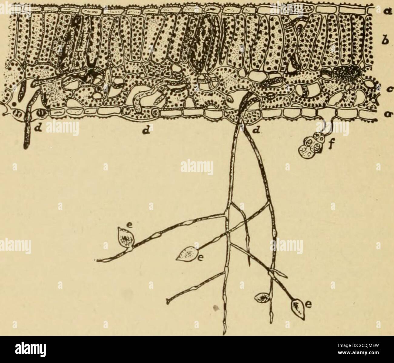 Mold fungus on figs hi-res stock photography and images - Alamy