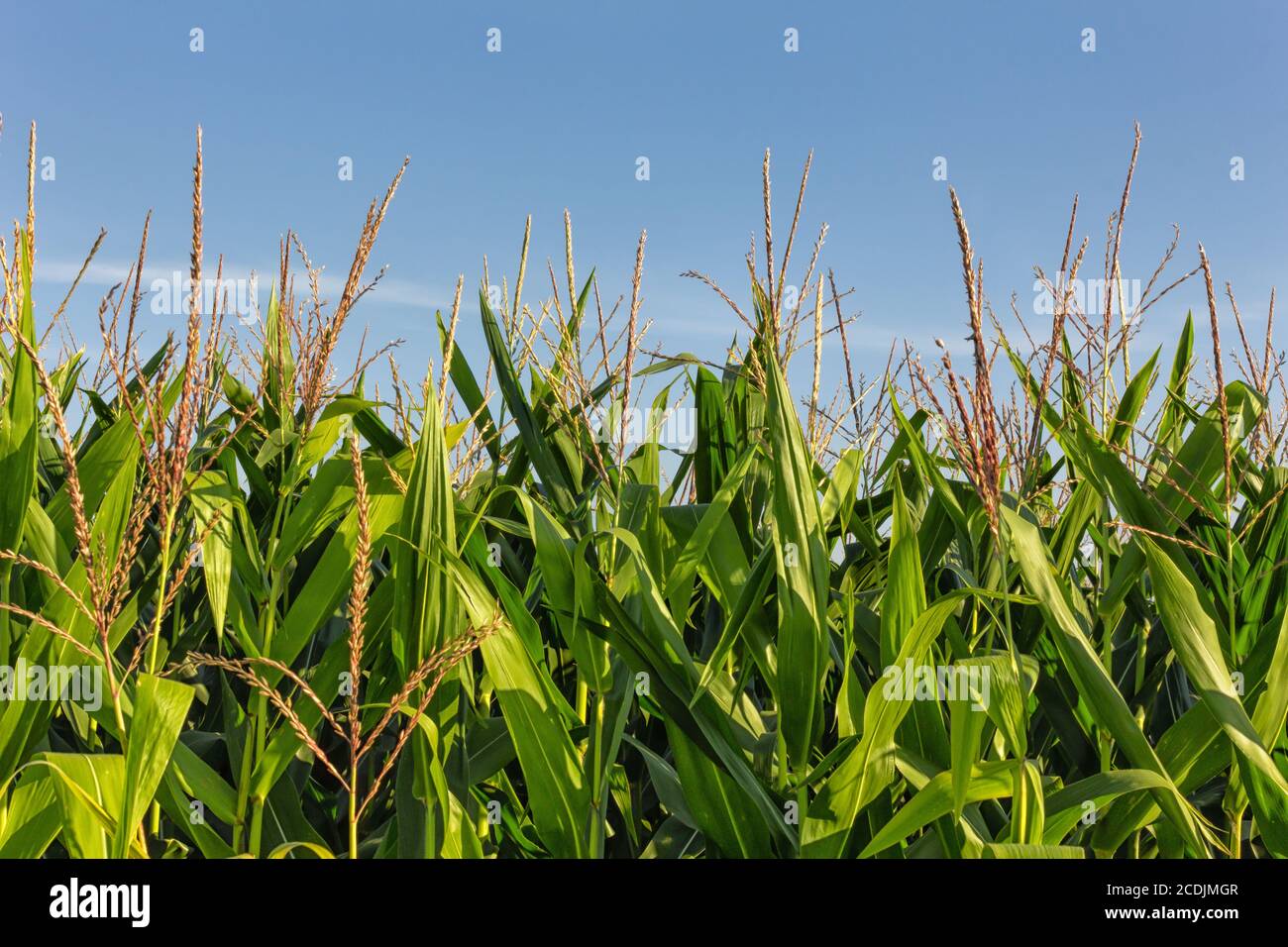 Tall corn hi-res stock photography and images - Alamy