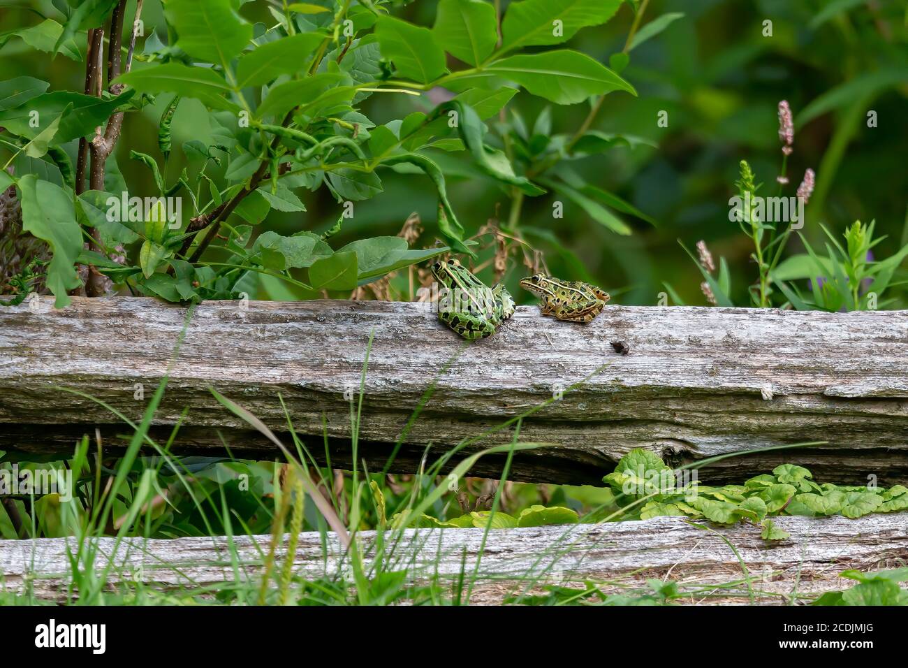 The northern leopard frogs waiting for prey Stock Photo - Alamy
