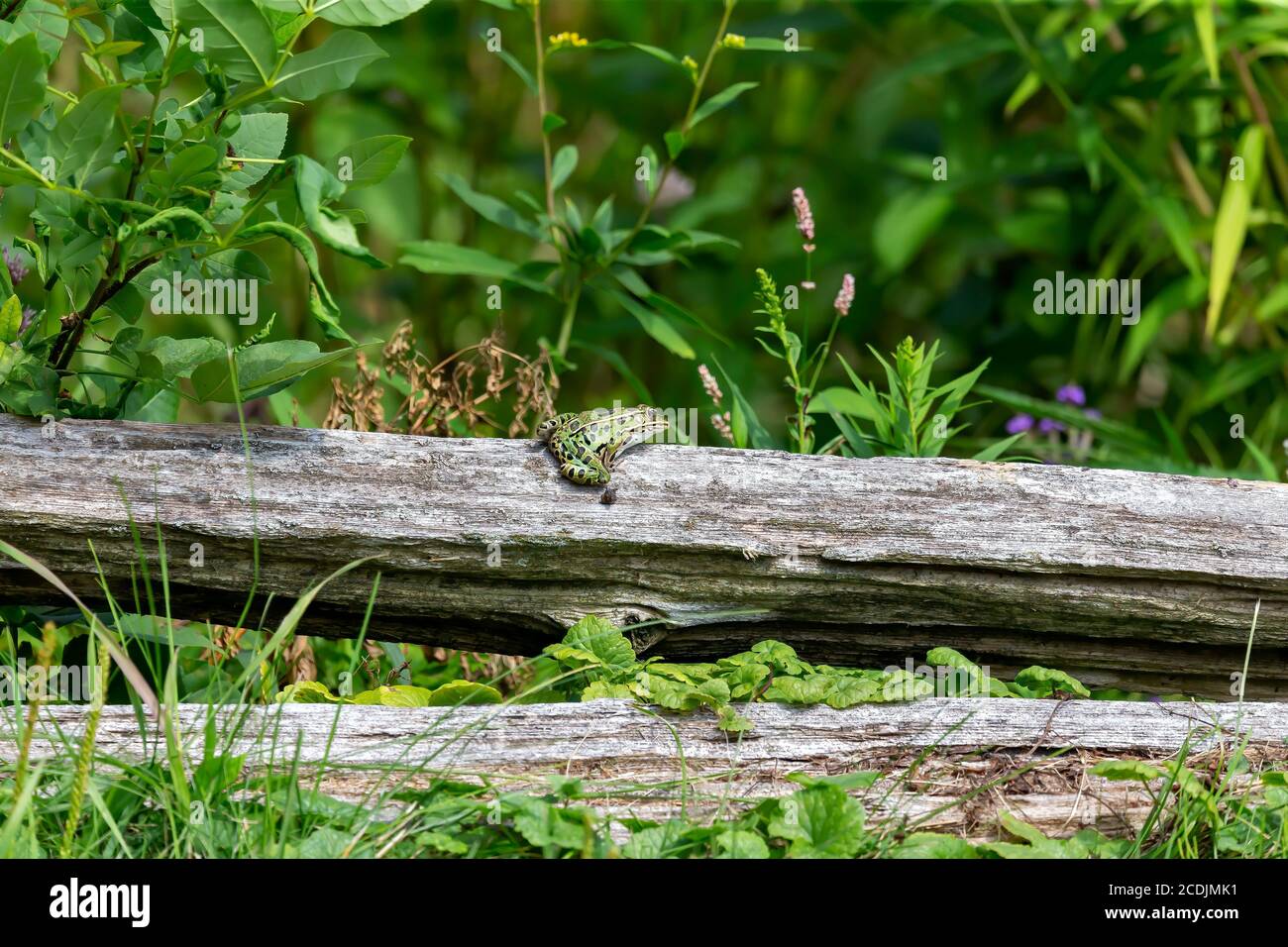 The northern leopard frogs waiting for prey Stock Photo - Alamy