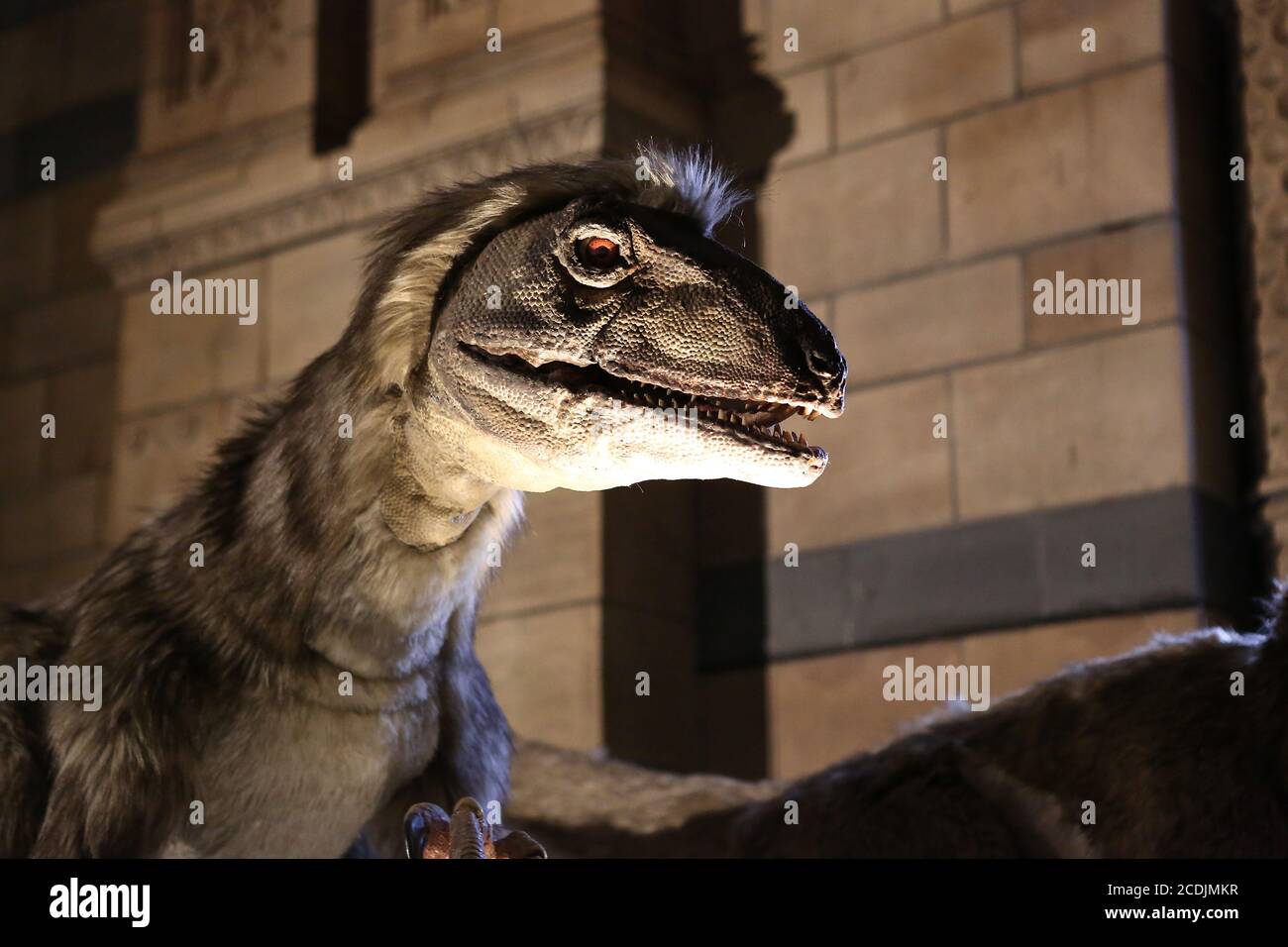 The weird world of dinosaur hands hi-res stock photography and images ...