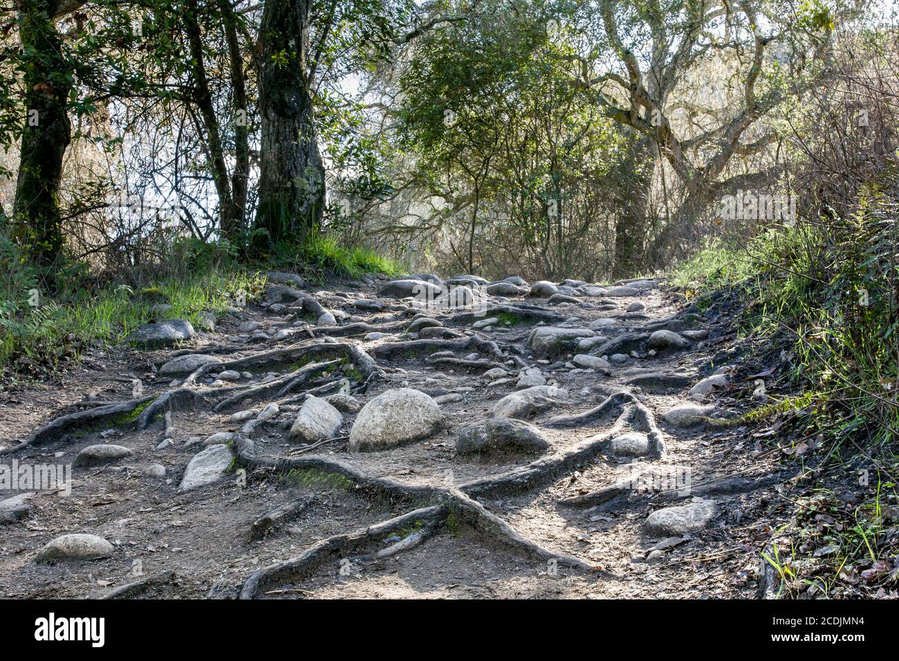 Rain Has Eroded the Trail, Leaving Rocks and Gnarled Tree Roots Stock ...