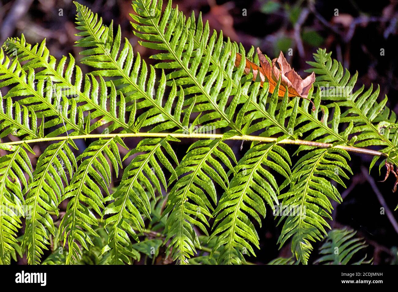Wood fern hi-res stock photography and images - Alamy