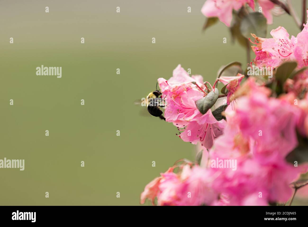 Buzz pollination hi-res stock photography and images - Alamy