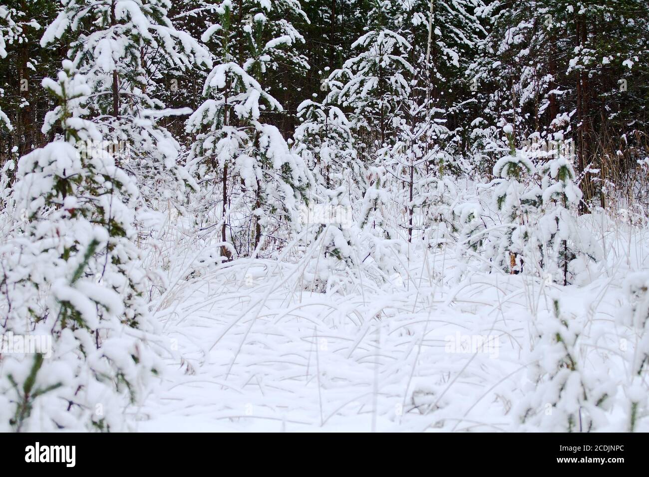 Tree glade cool hi-res stock photography and images - Alamy