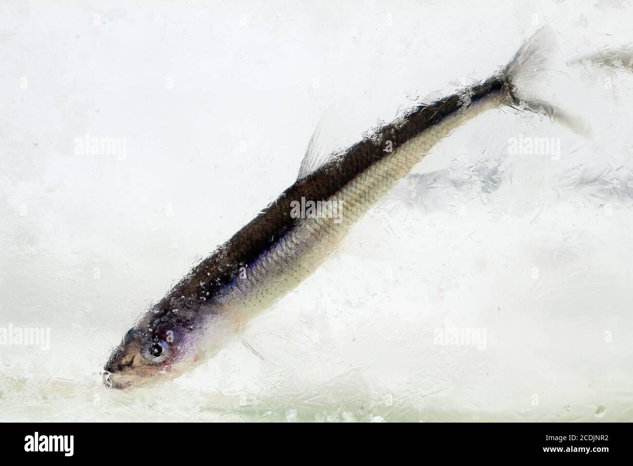 smelt in the winter under ice (Osmerus eperlanus Stock Photo - Alamy