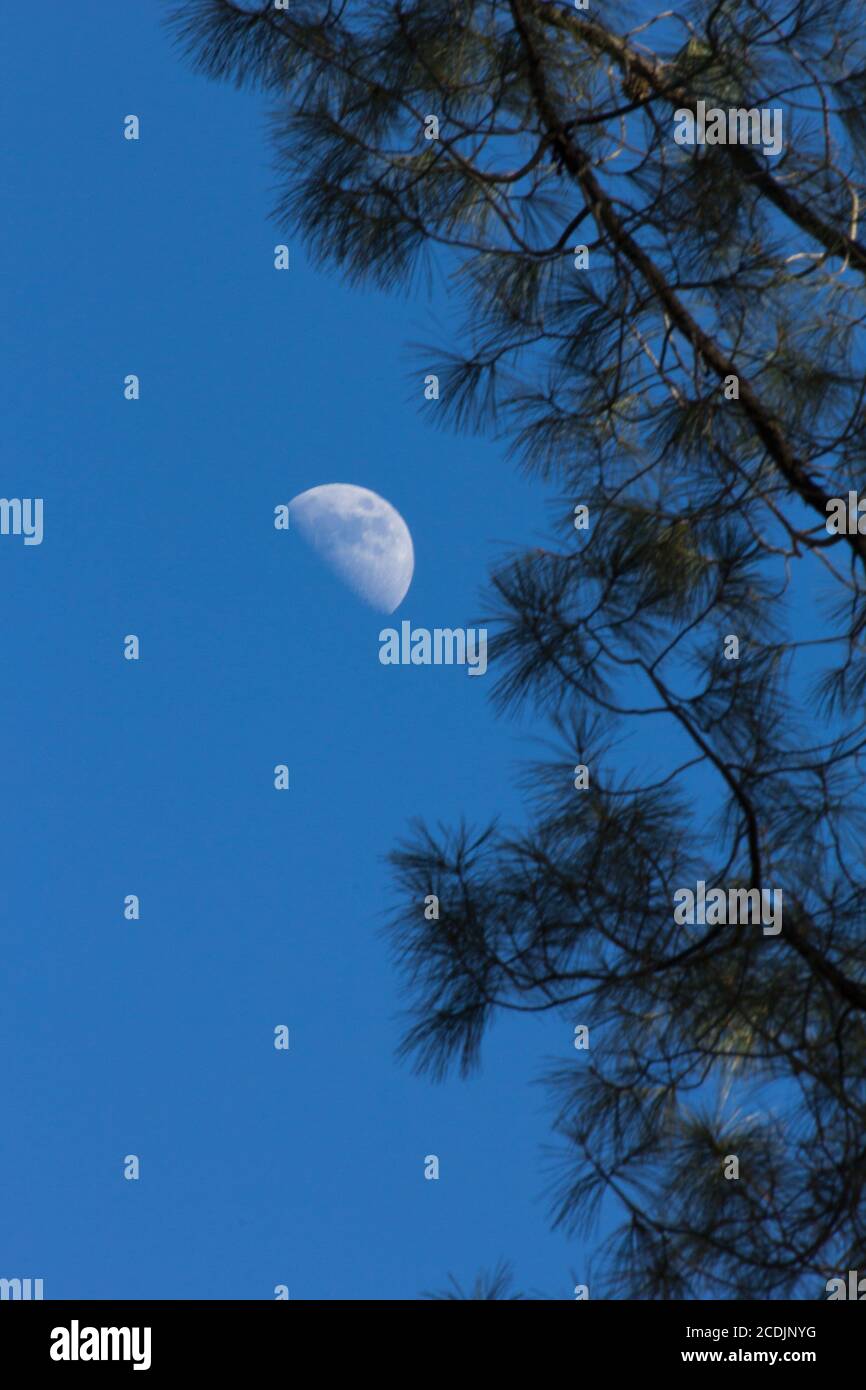 Moon pine hi-res stock photography and images - Alamy