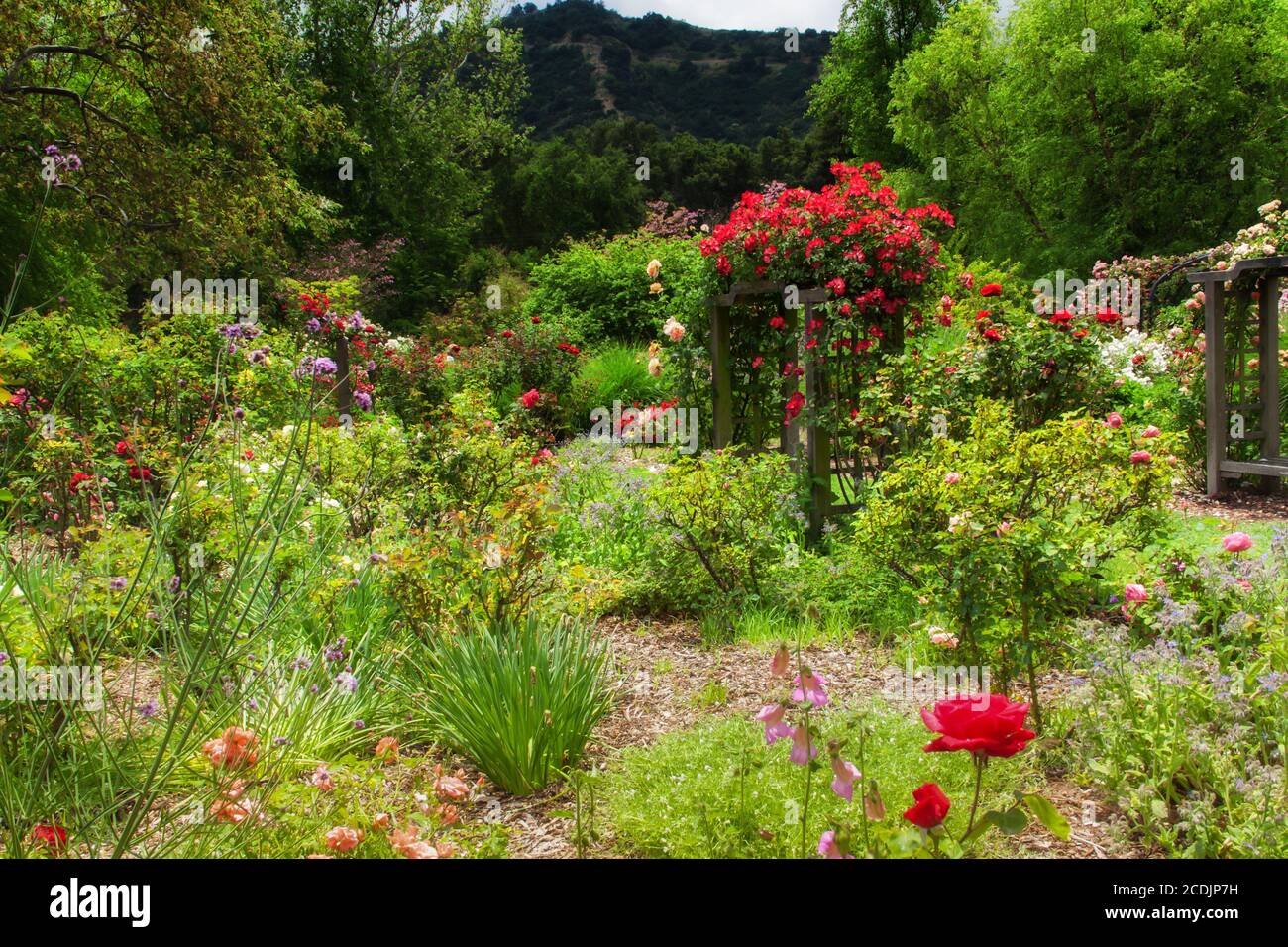 English Garden After the Rain Stock Photo - Alamy