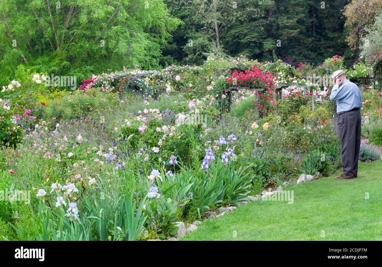 English Garden After the Rain Stock Photo - Alamy
