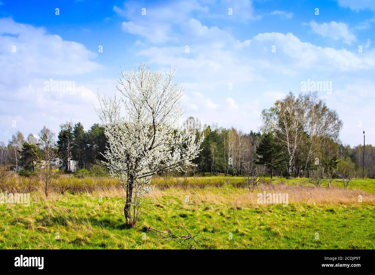 Early signs hi-res stock photography and images - Alamy