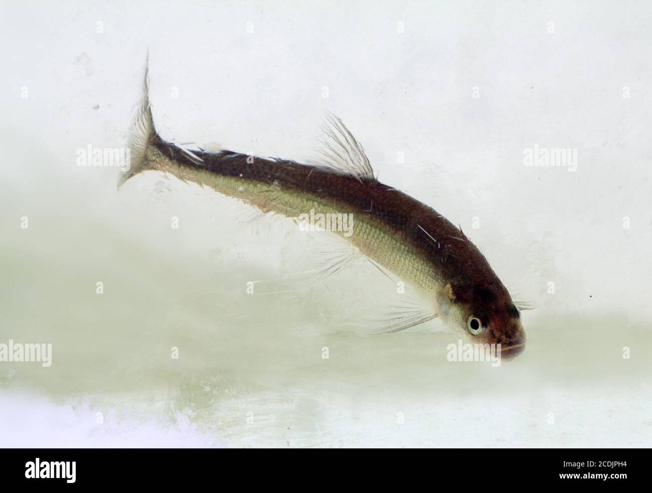 smelt in the winter under ice (Osmerus eperlanus Stock Photo - Alamy