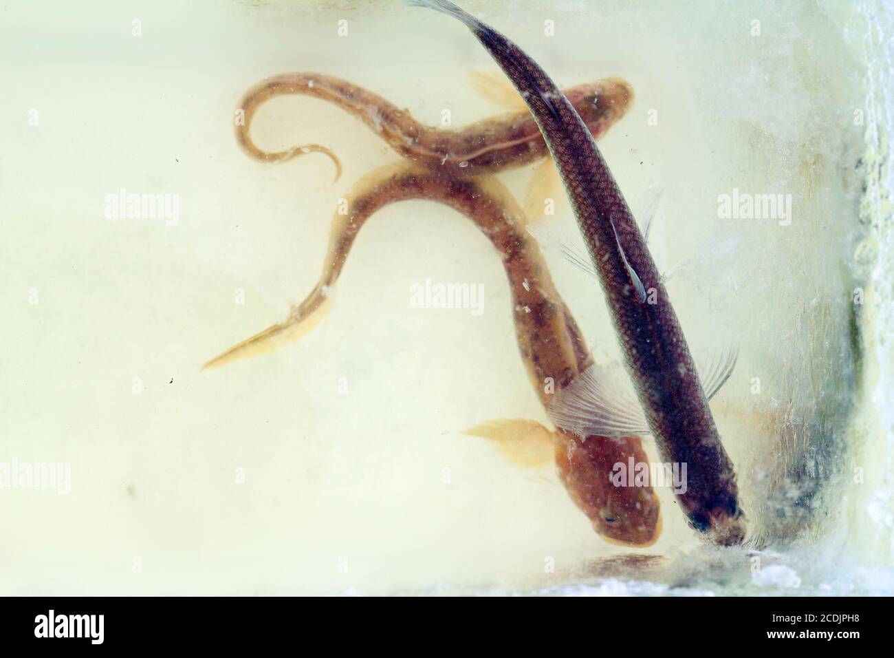 smelt in the winter under ice (Osmerus eperlanus Stock Photo - Alamy