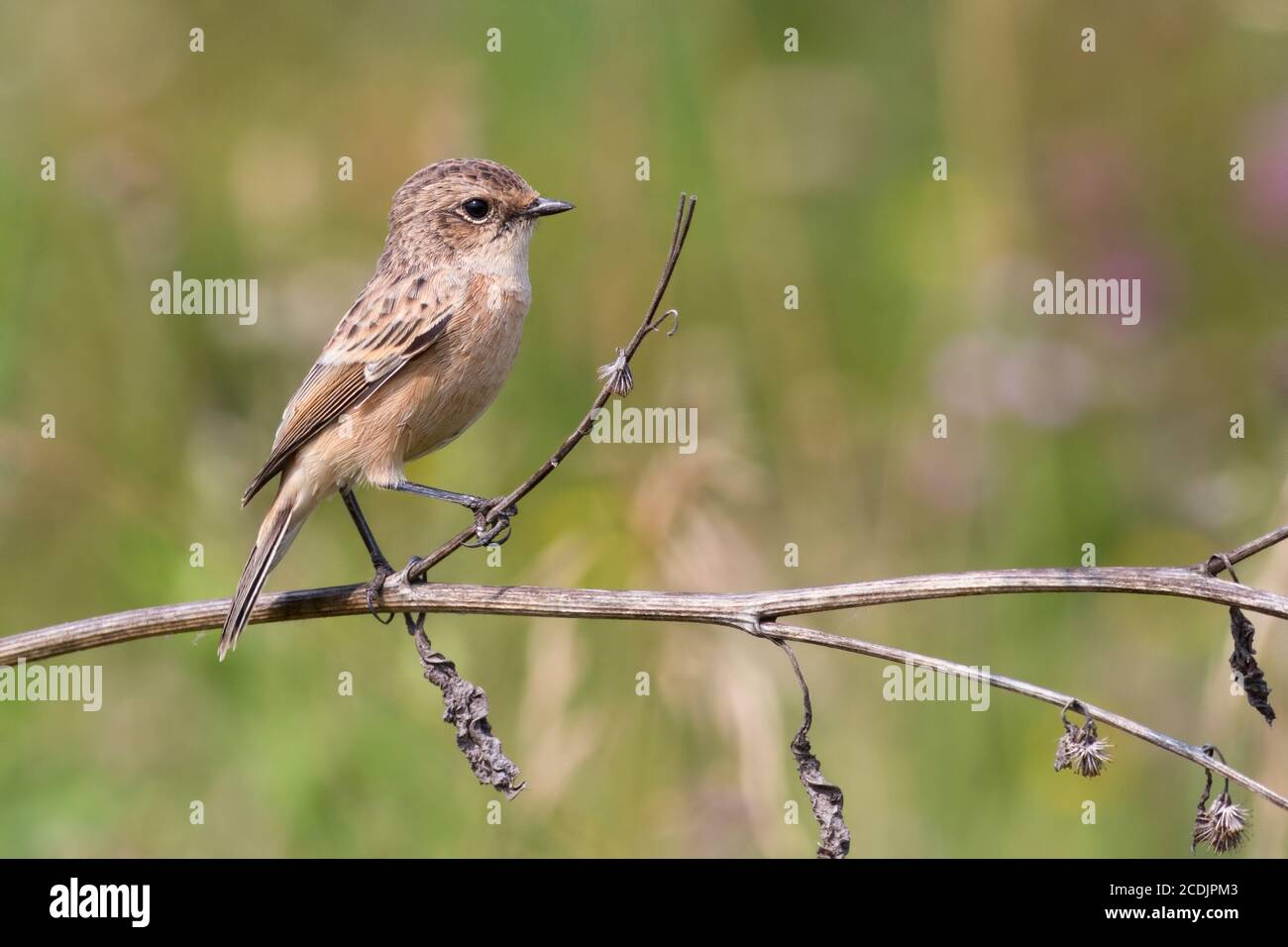 Young whinchat hi-res stock photography and images - Alamy