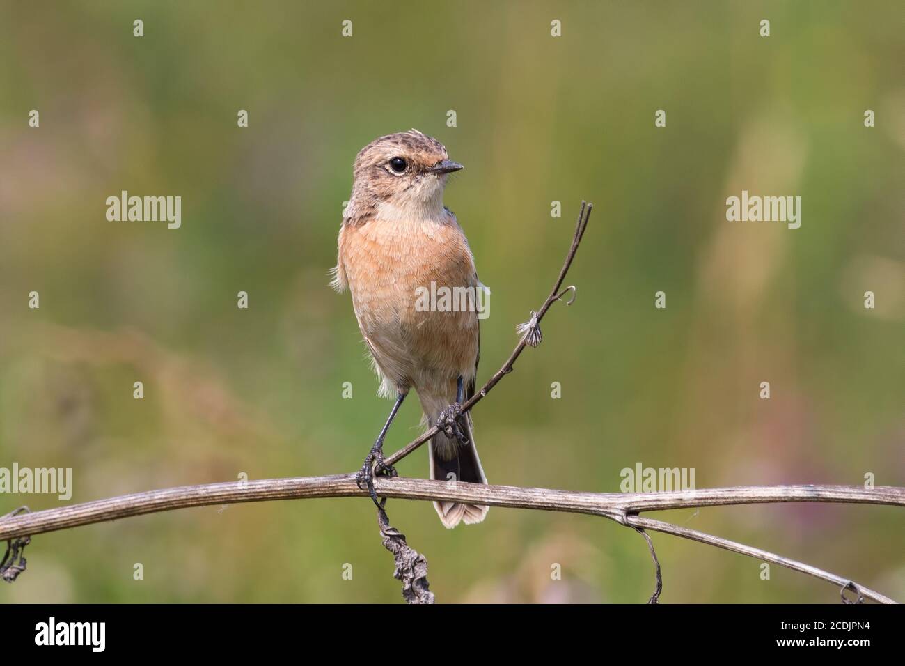 Young whinchat hi-res stock photography and images - Alamy