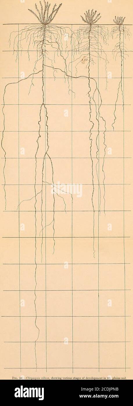 . The ecological relations of roots . ECADS. 119 filling the soil to a ...