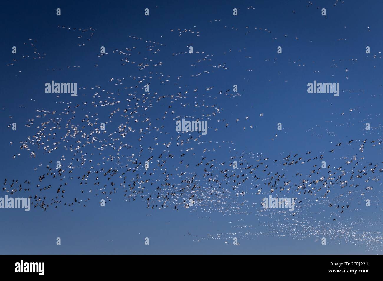 Migrating Snow Geese Stock Photo - Alamy