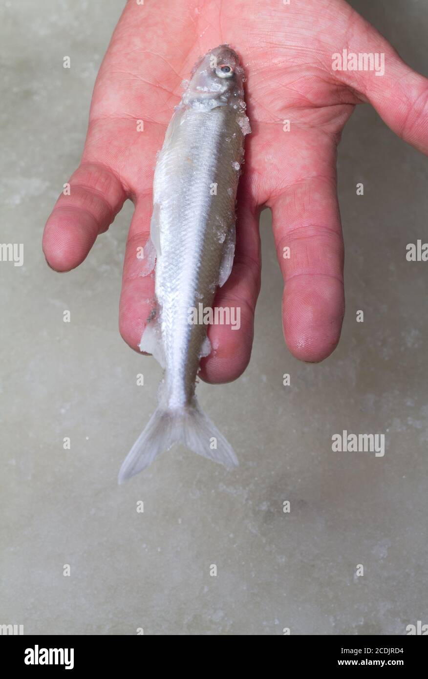 smelt (Osmerus eperlanus Stock Photo - Alamy