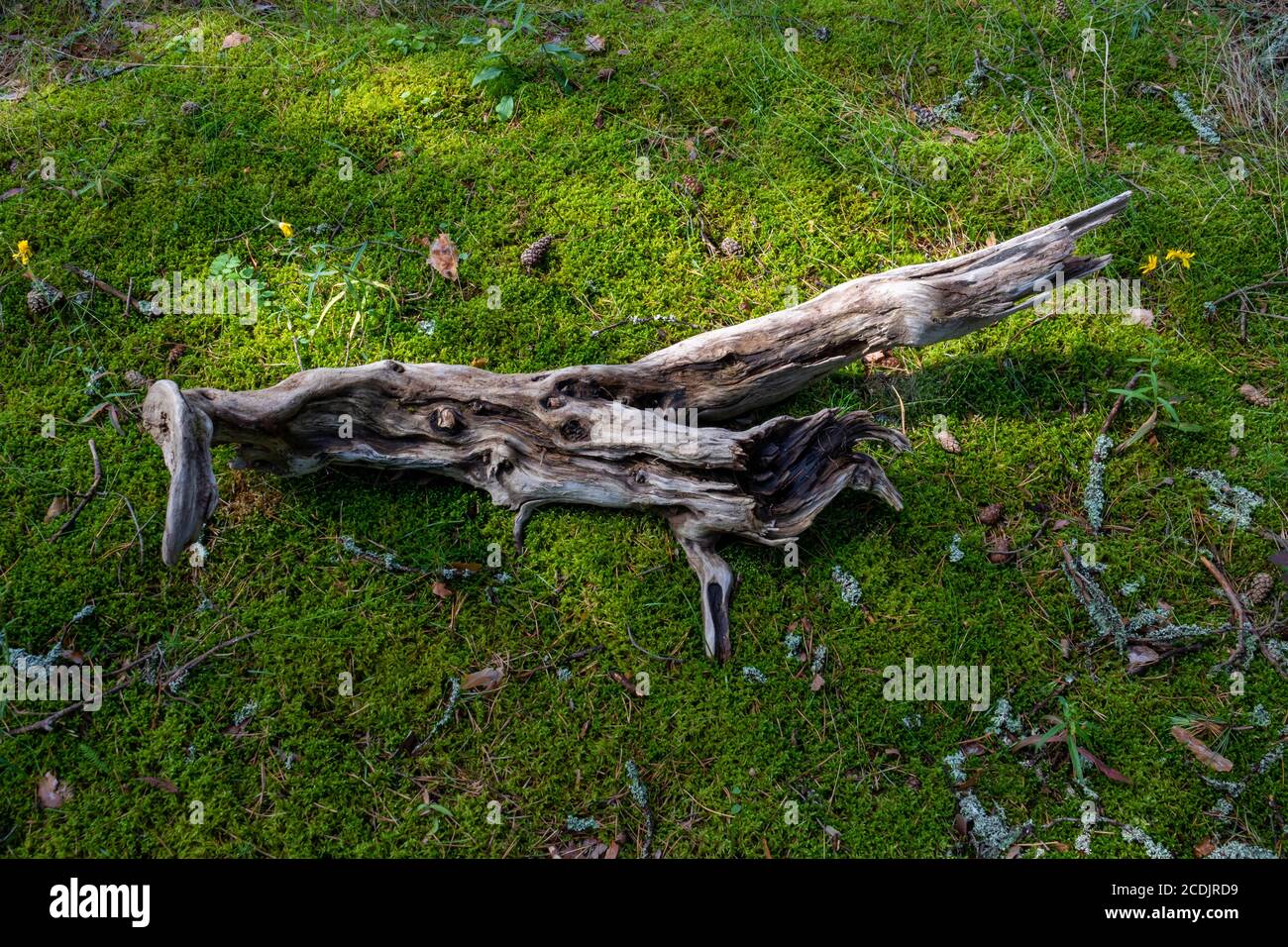 The trunk of a dead tree in a Sunny clearing. The snag is lying on the ...