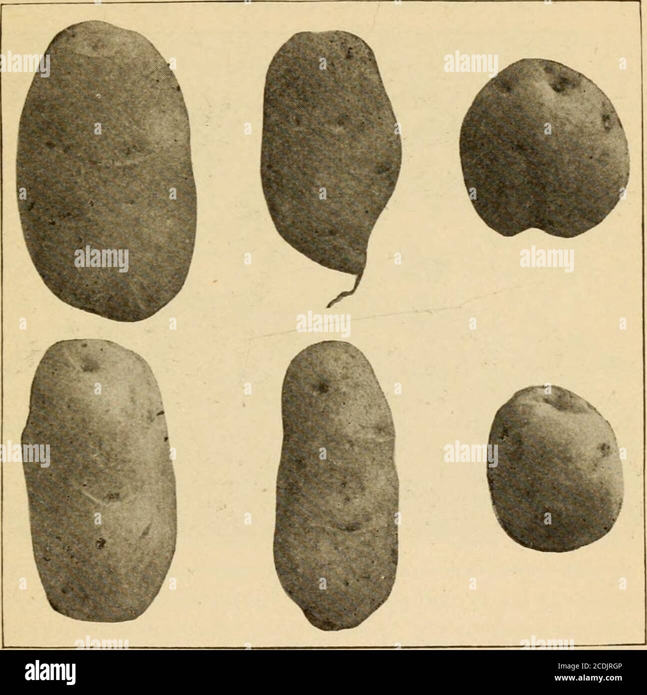 Potato cultivation diseases hi-res stock photography and images - Alamy