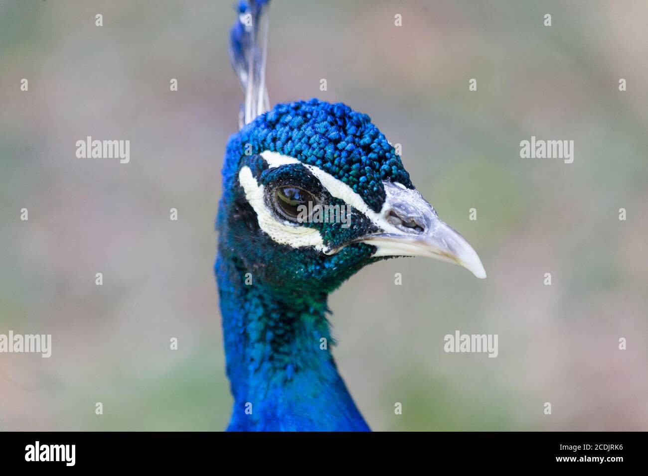 Peacock portrait in a nature park Stock Photo - Alamy