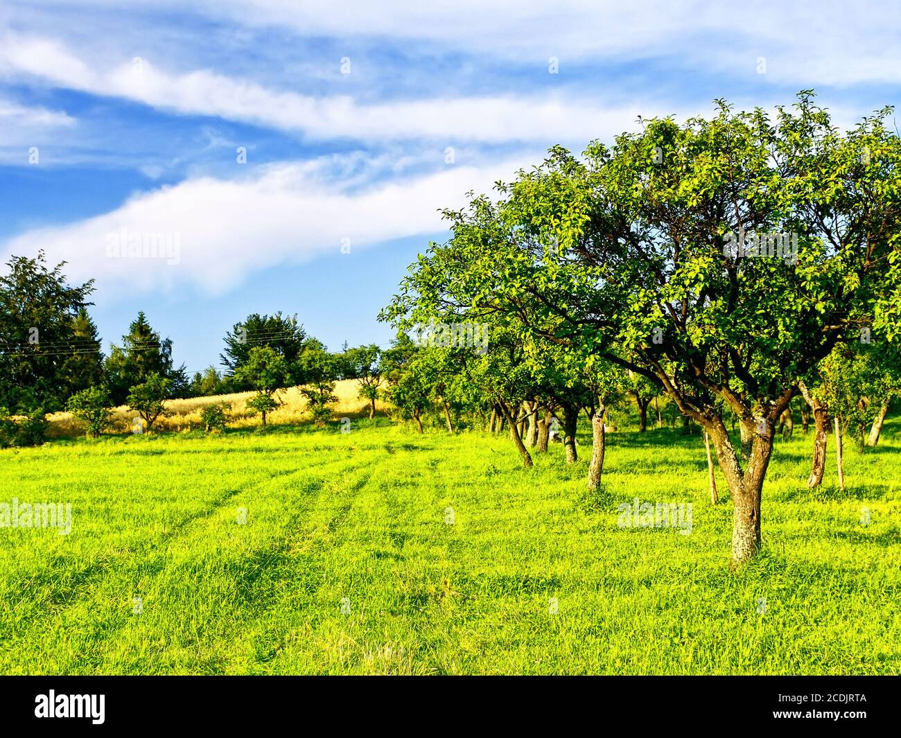 Spring orchard hi-res stock photography and images - Alamy