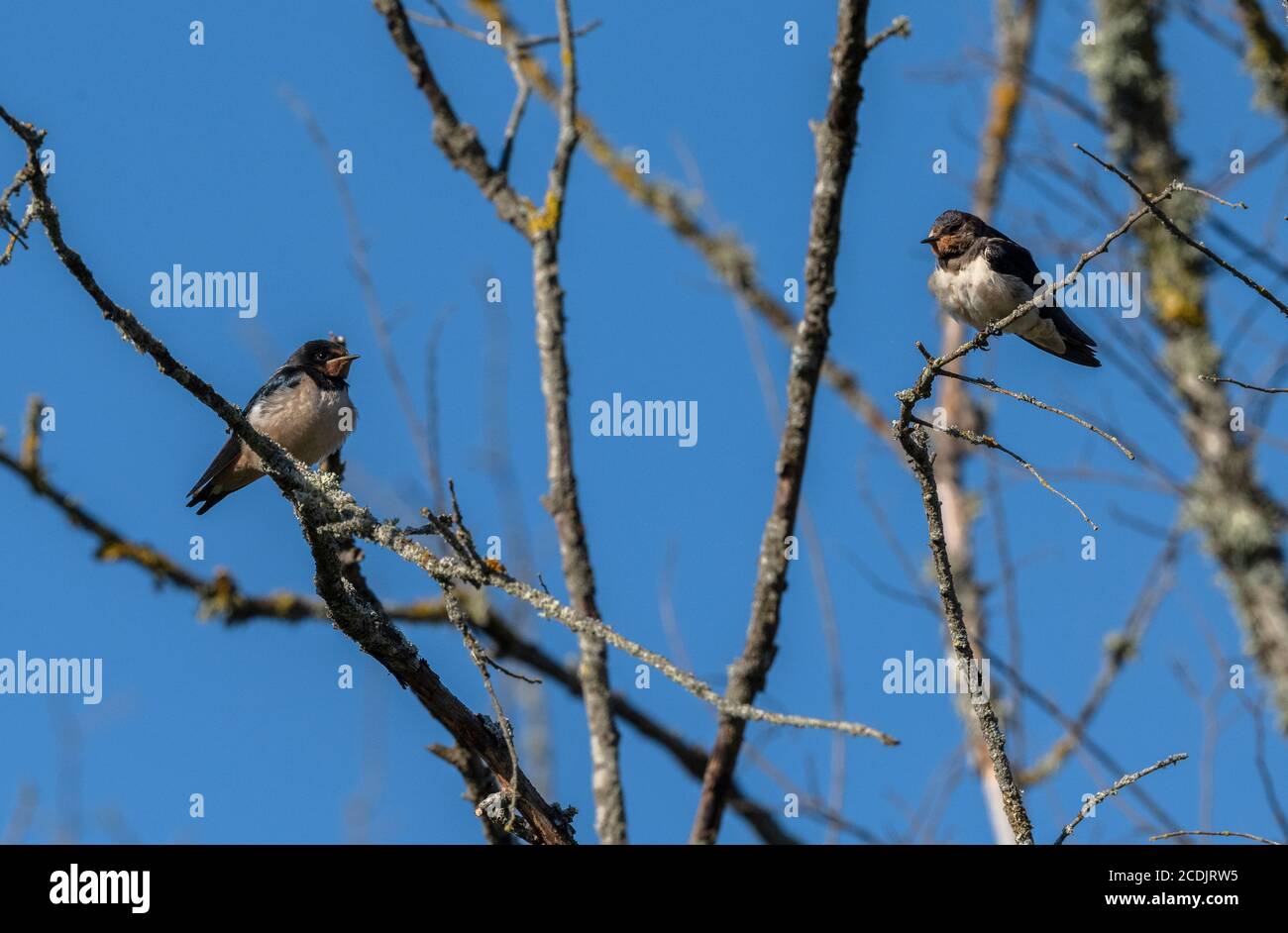 Adult tree swallow hi-res stock photography and images - Alamy