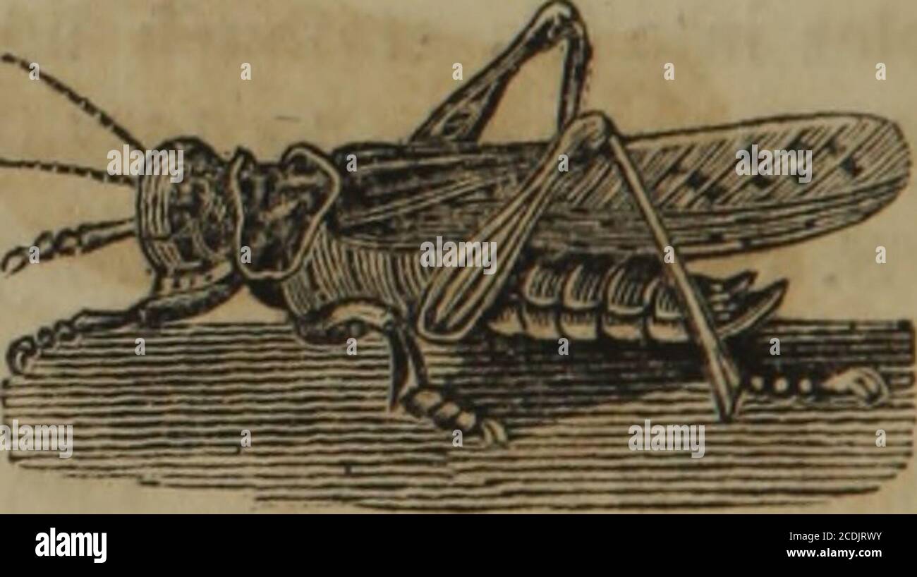 . Elementary exercises for the deaf and dumb . Moth Moschetoe Stock ...